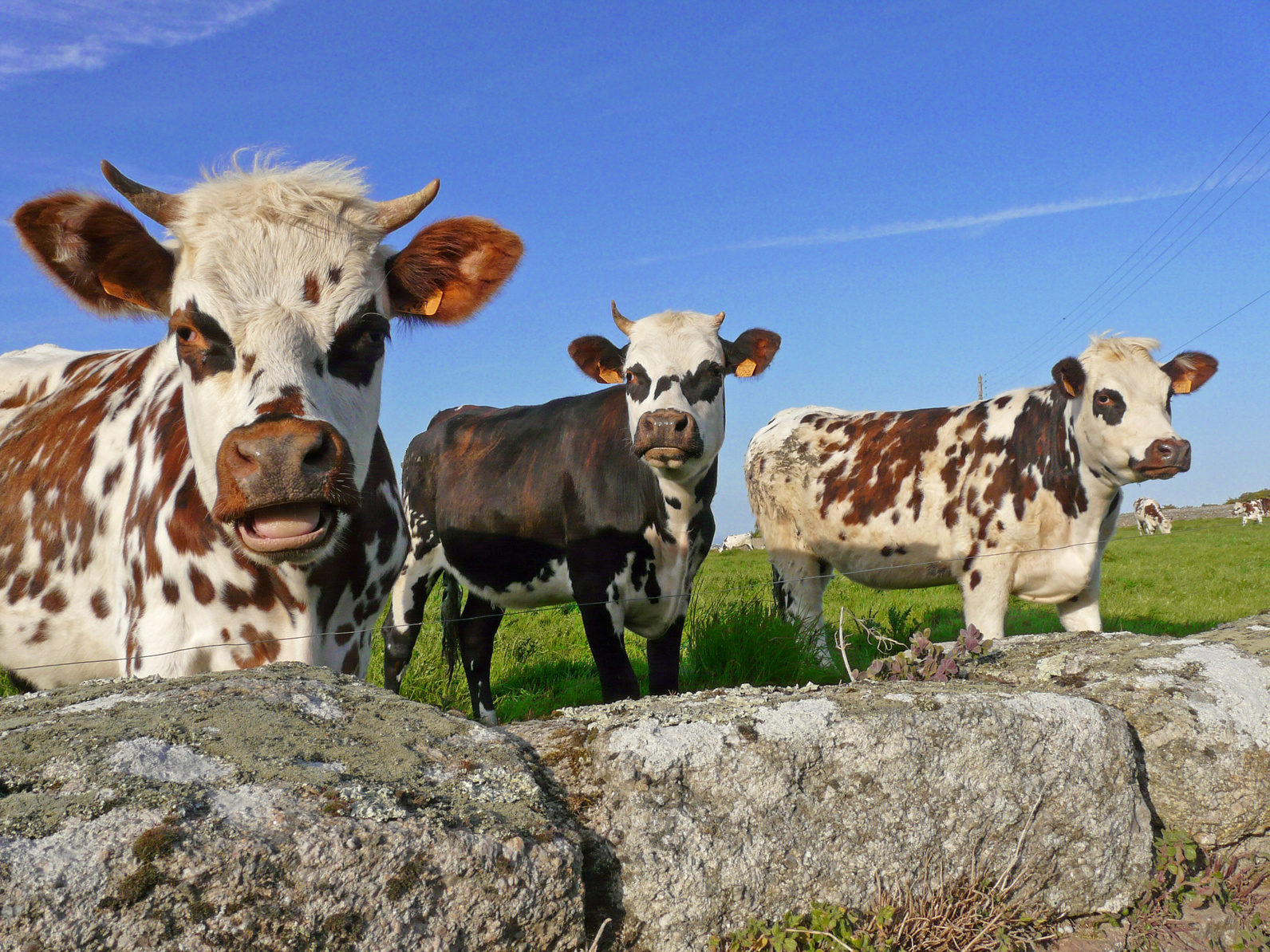 Gite en France Normandie - Un gite de charme normand La Garenne
